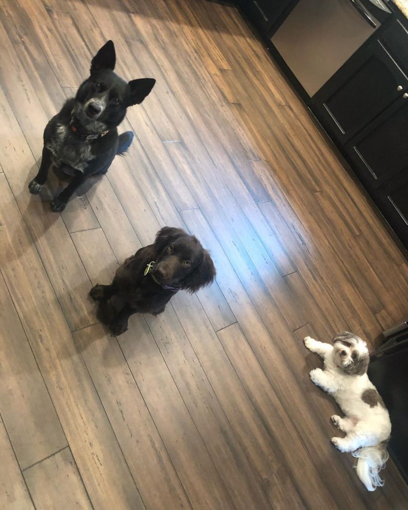 Boykin Spaniel Puppies Behavior And Characteristics In Different Months ...