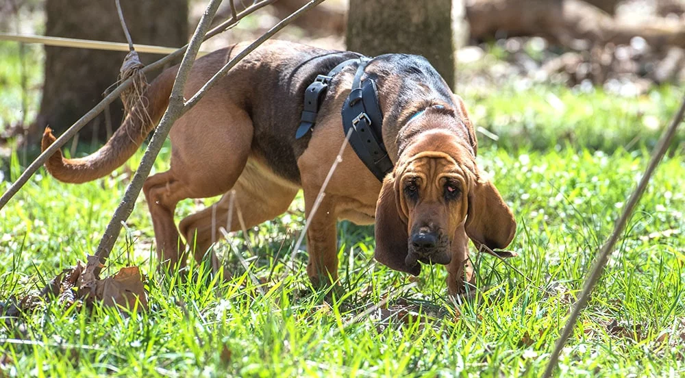 Methods to Train Bloodhound - Strategies and Techniques for Easy ...