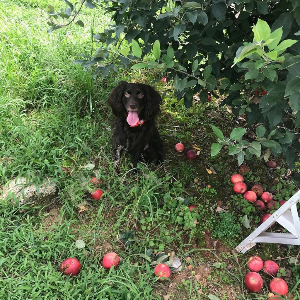 What to Feed Your Boykin Spaniel? Diets and Feeding Methods for Your Dog