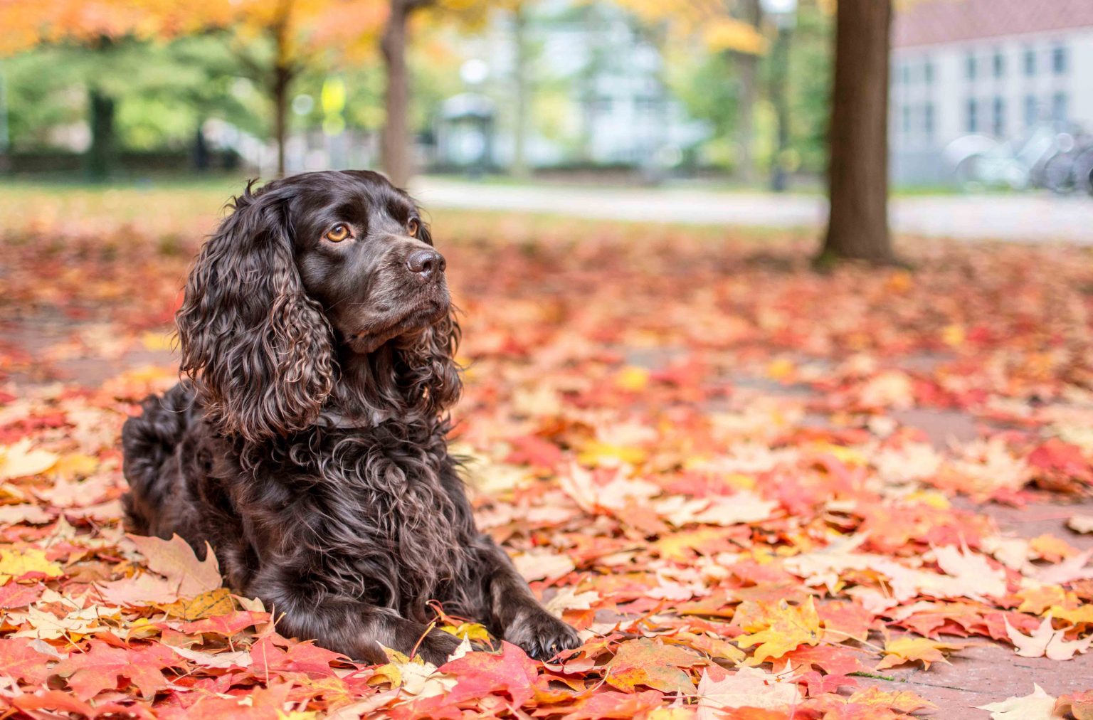 What to Feed Your Boykin Spaniel? Diets and Feeding Methods for Your Dog