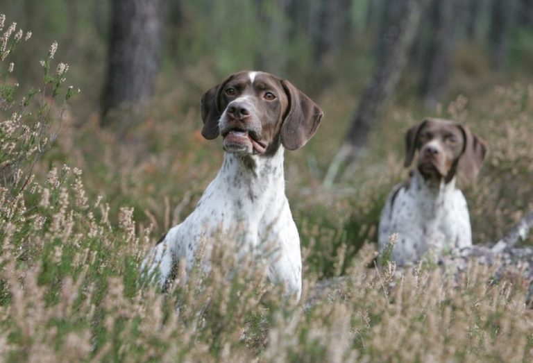 Braque Francais Pyrenean Temperament and Personality - Independent ...