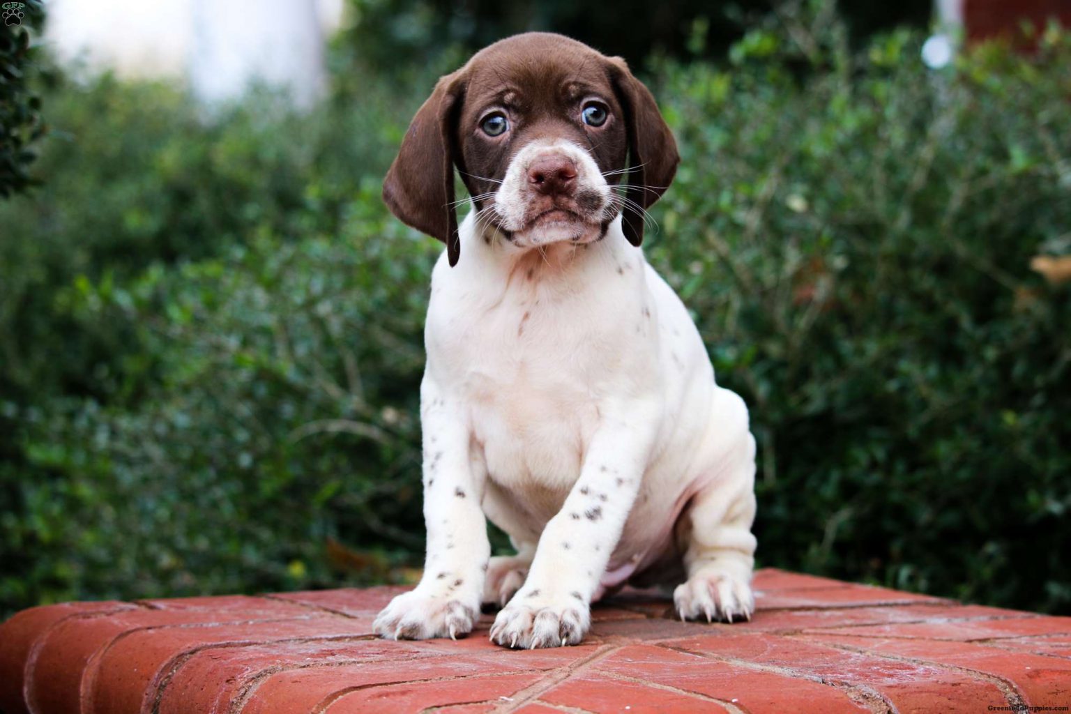 Braque Francais Pyrenean Puppies Behavior And Characteristics In ...