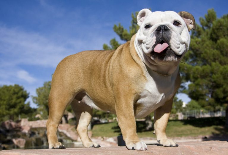 Bulldog Puppies Behavior And Characteristics In Different Months Until ...
