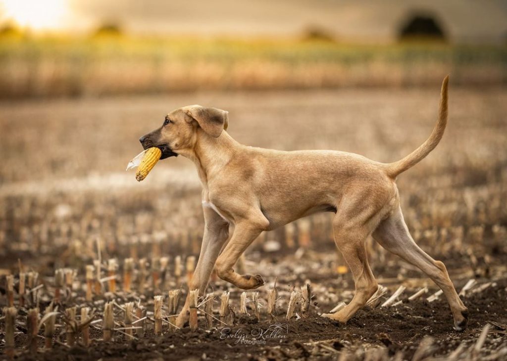 What to Feed Your Broholmer? Diets and Feeding Methods for Your Dog