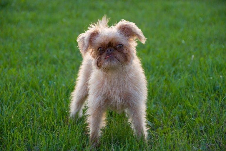 Methods to Train Brussels Griffon - Strategies and Techniques for Easy ...