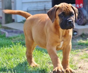 Bullmastiff Puppies Behavior And Characteristics In Different Months ...
