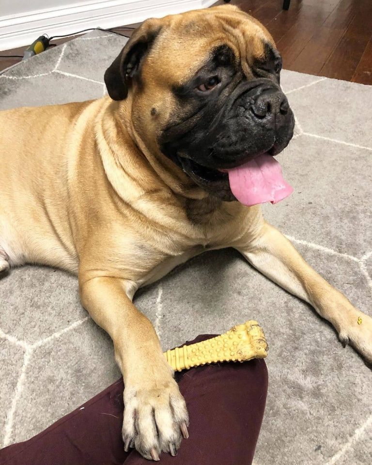 Methods to Train Bullmastiff - Strategies and Techniques for Easy ...