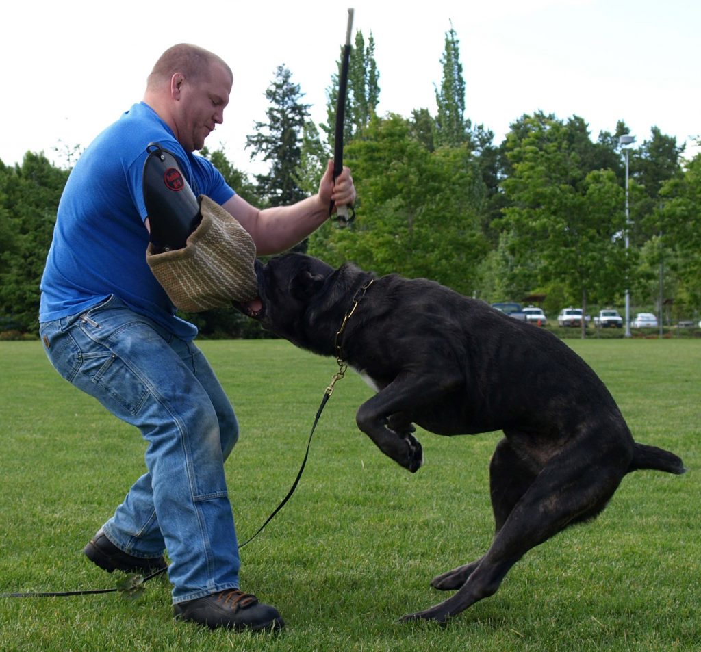 Cane Corso Temperament and Personality - Athletic, Gentle but ...