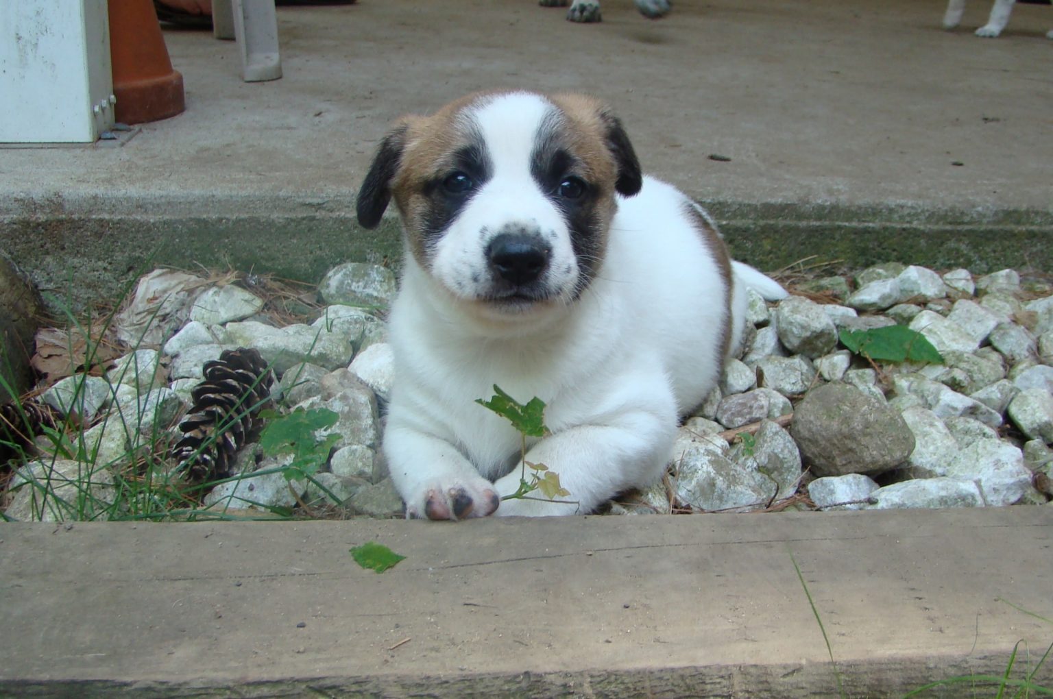 Canaan Dog Puppies Behavior And Characteristics In Different Months ...
