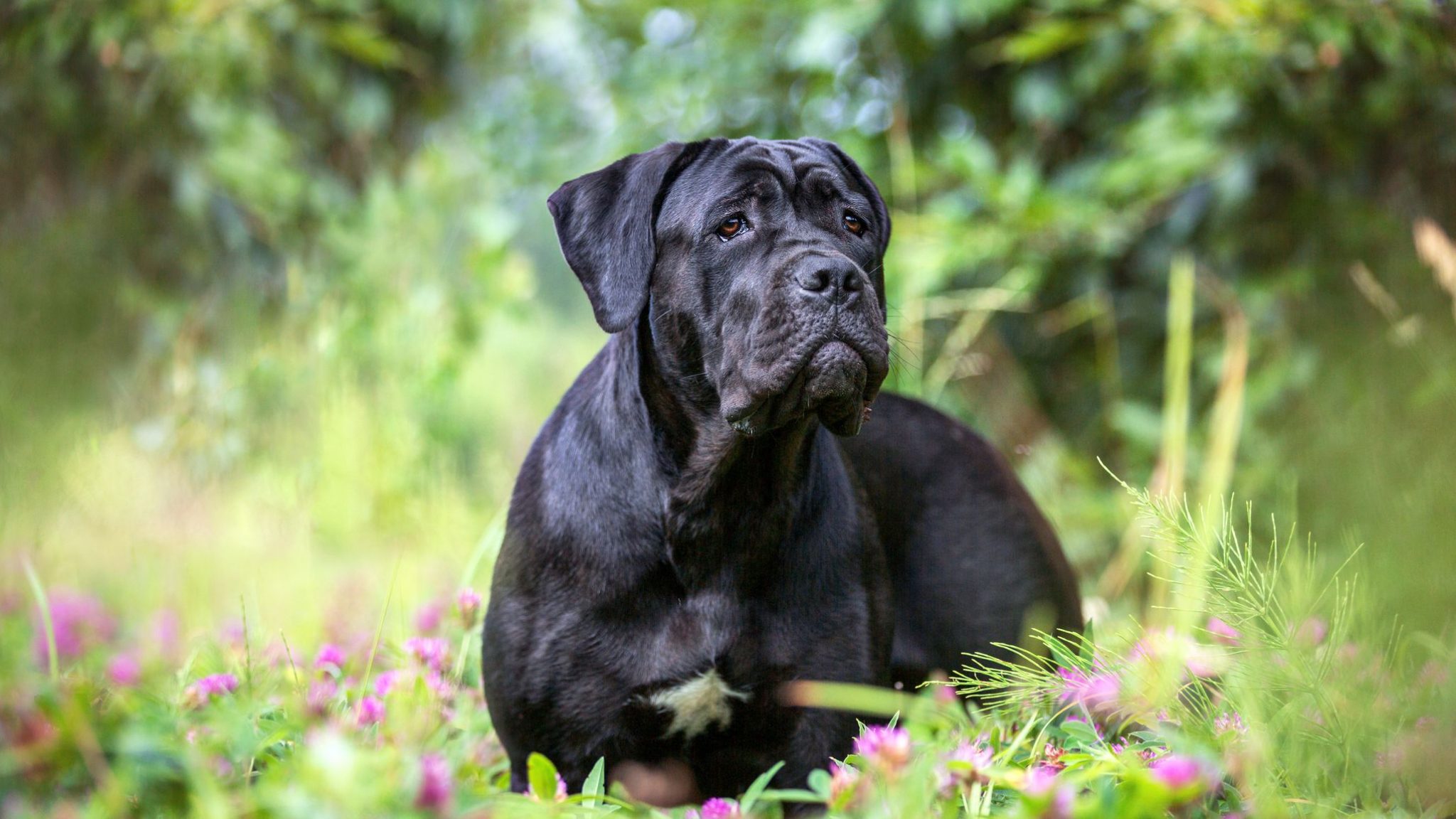 Cane Corso Temperament and Personality - Athletic, Gentle but ...