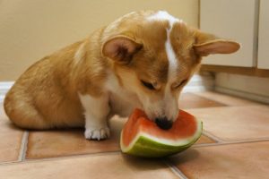 What to Feed Your Cardigan Welsh Corgi? Diets and Feeding Methods for ...