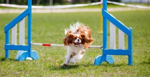 Methods to Train Cavalier King Charles Spaniel - Strategies and ...