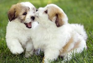 Coton de Tulear Dog Puppies Behavior And Characteristics In Different ...