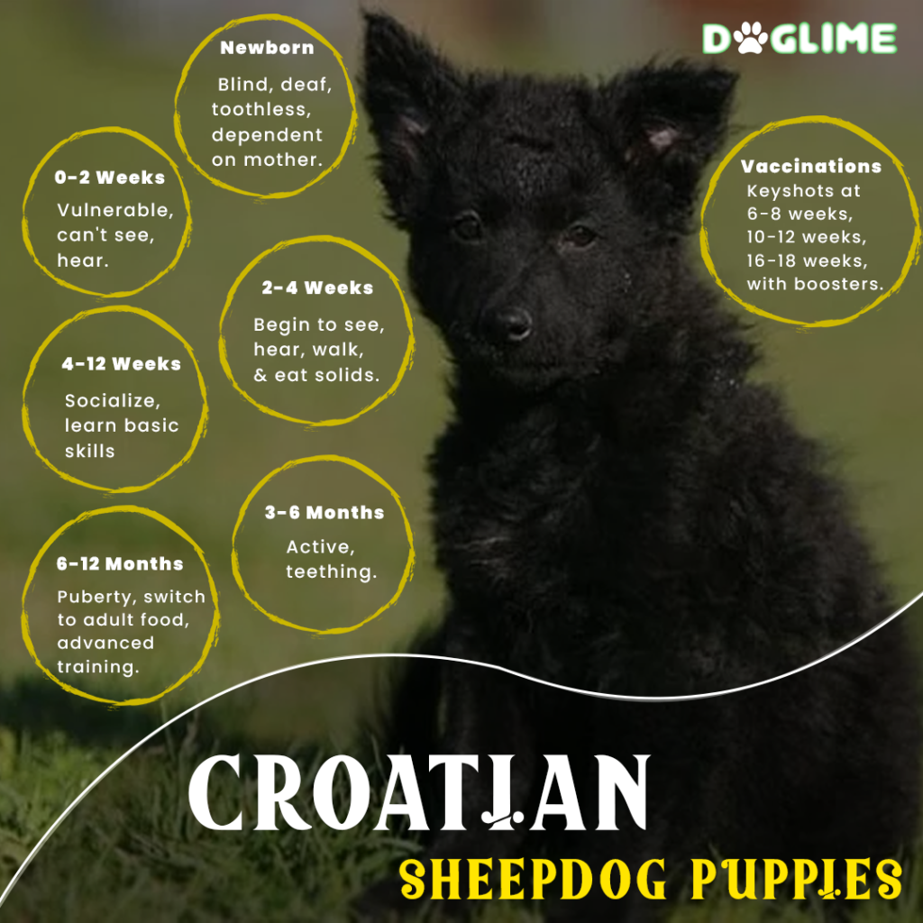 Croatian Sheepdog Puppies Behavior And Characteristics In Different ...