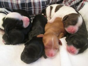 Cocker Spaniel Dog Puppies Behavior And Characteristics In Different ...