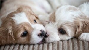 What to Feed Your Cavachon? Diets and Feeding Methods for Your Dog