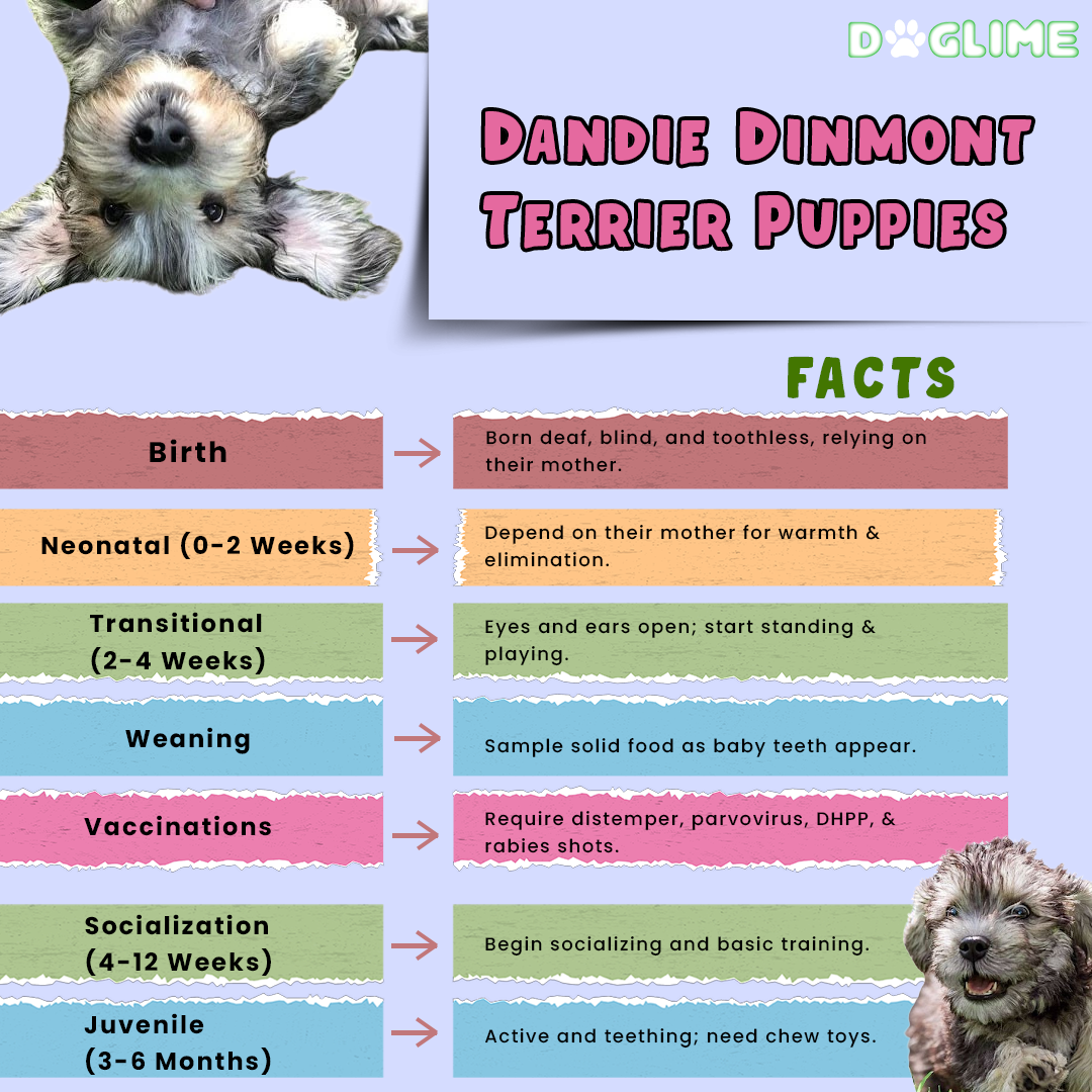 Dandie Dinmont Terrier Puppies Behavior And Characteristics In ...