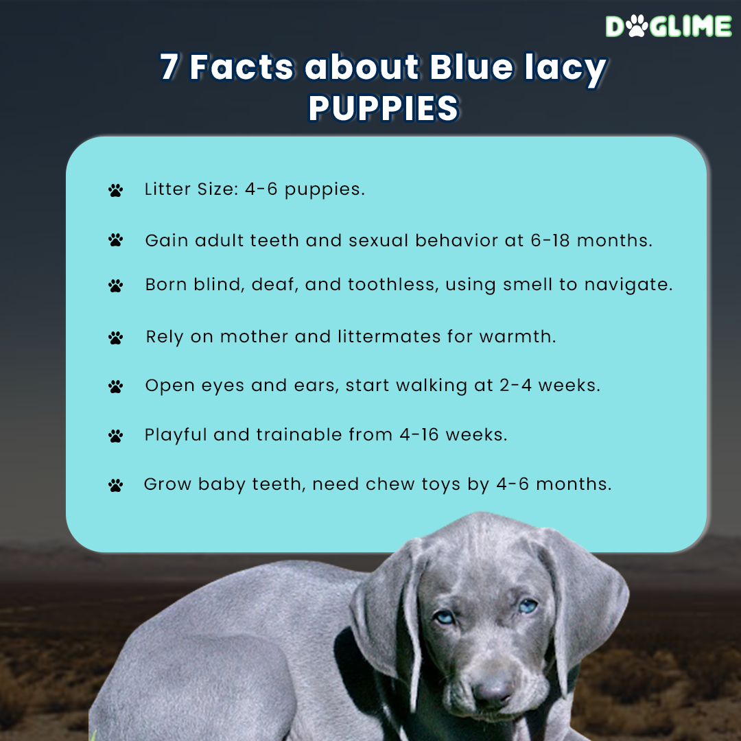 Blue Lacy Puppies: Growth Patterns and Pictures of This Beautiful ...