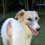 Longhaired Whippet Behavior Check - Find Out This Breed's Temperament