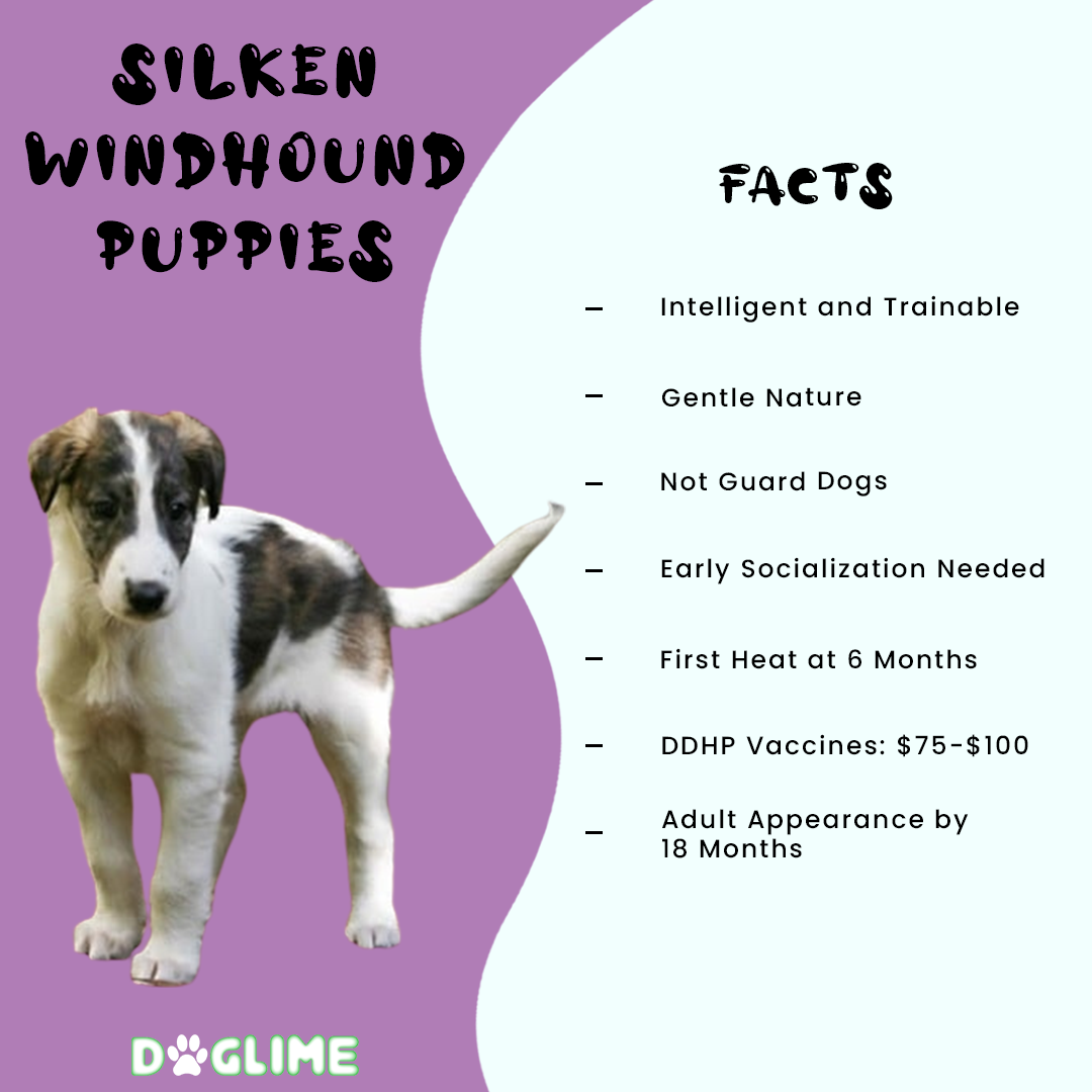 Silken Windhound Puppies: Get to Know Their Growth Pattern and Behavior ...