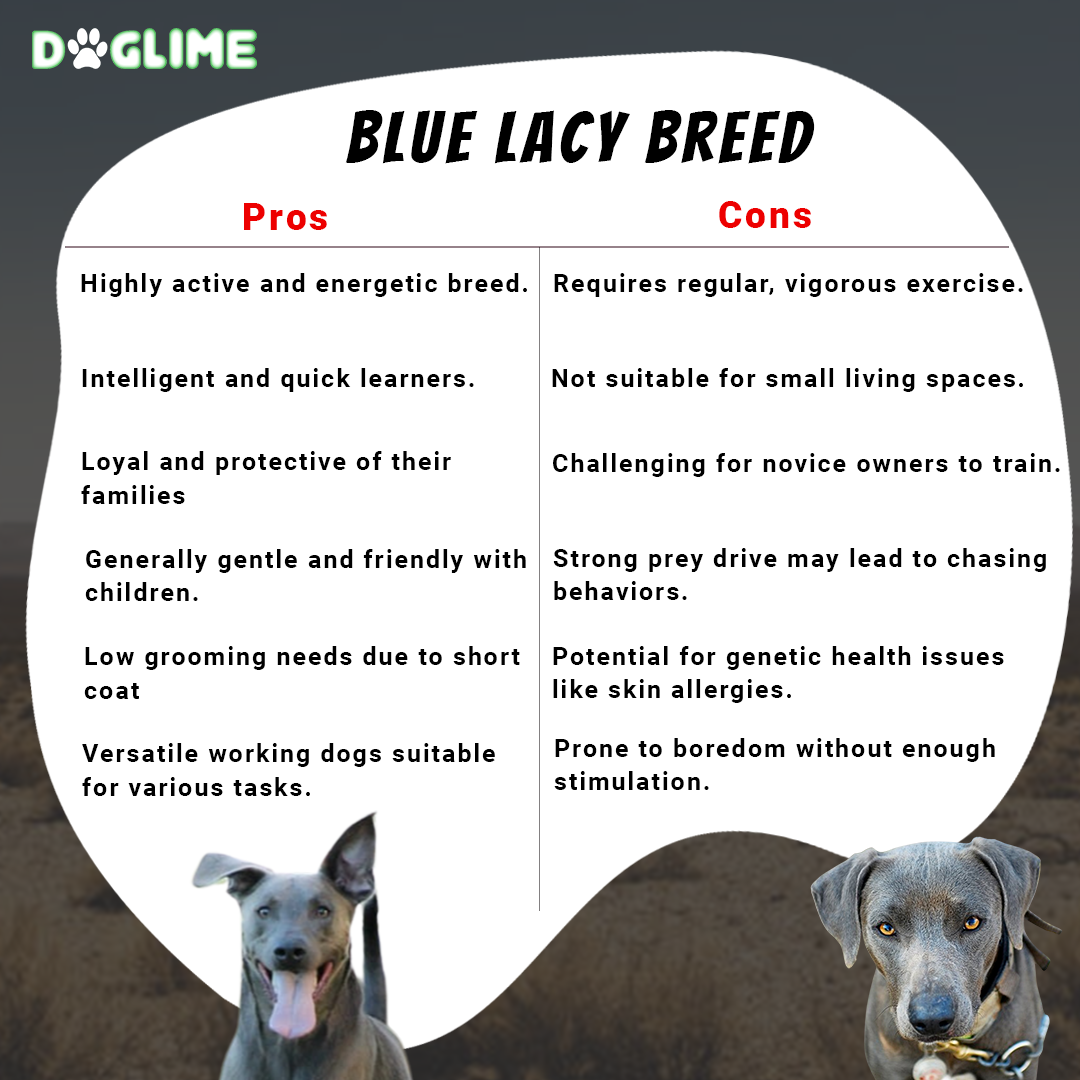 Dog Breed Information: All About Blue Lacy – The Texas Breed As They Say