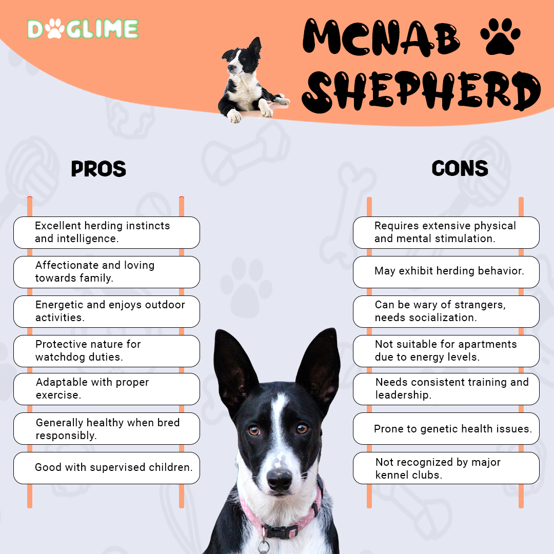 Get to Know McNab Shepherd - All Facts About This Breed You Need to Know