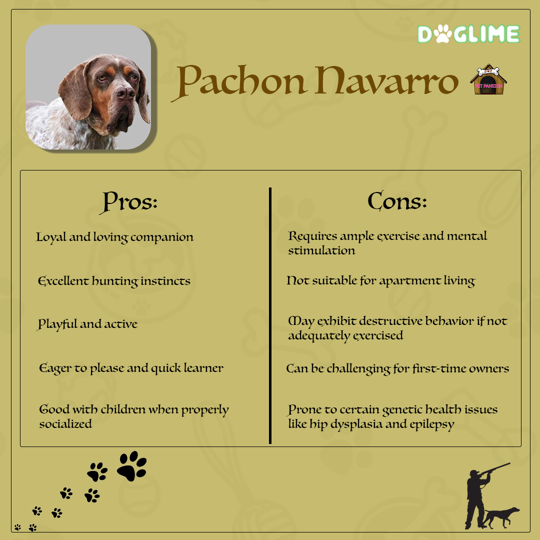 All About Pachón Navarro - Get to Know Their Origin, Personality and It ...