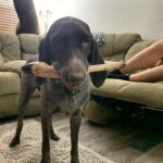 Get to Know Spanish Pointer Which is Now Extinct Breed - Origin and ...