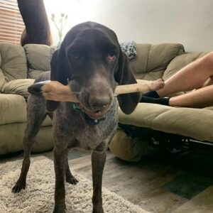 Get to Know Spanish Pointer Which is Now Extinct Breed - Origin and ...