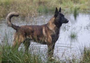 Dutch Shepherd Training : You Can Easily Train This Breed At Home | Try It