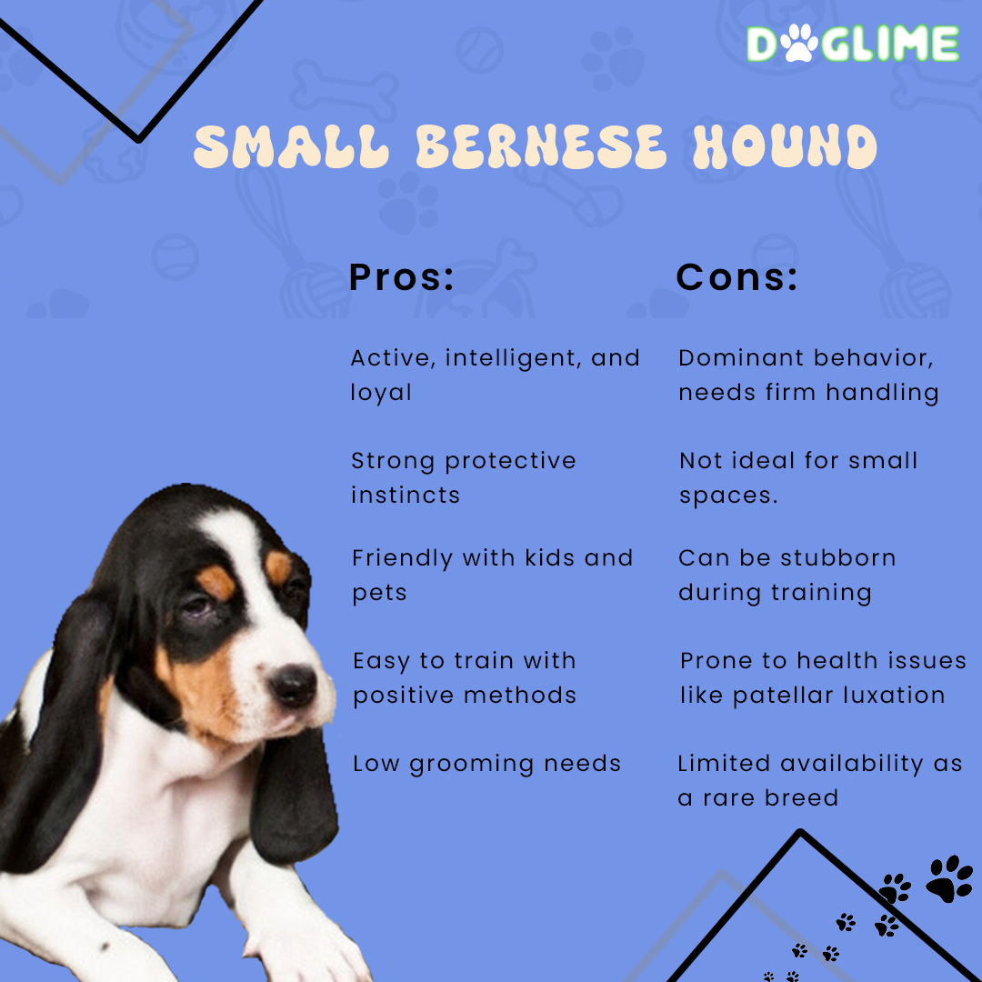 Get to Know Small Bernese Hound - From Their Origin to The Purpose They ...