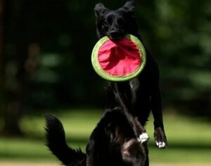 Borador Dog Breed Information - All About It's Origin, Behavior and ...