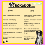 Borador Dog Breed Information - All About It's Origin, Behavior and ...