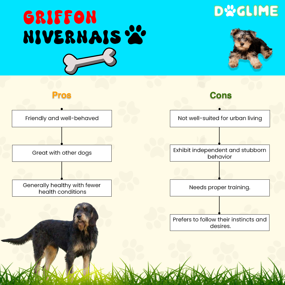 Griffon Nivernais Dog Breed Information - Origin, Behavior and Other Facts