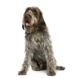 Puppies of Griffon Nivernais - Behavior of These Puppies Until One Year