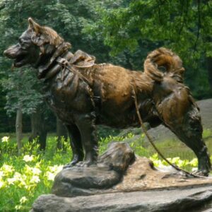 Famous Dogs in History: Stories of Heroism and Loyalty