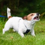 Understanding Canine Body Language: What Your Dog's Gestures Mean - Doglime