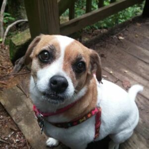 Understanding Canine Body Language: What Your Dog's Gestures Mean - Doglime