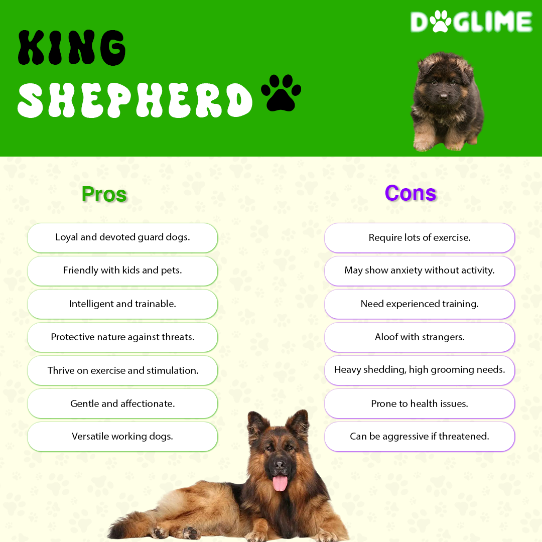 All About King Shepherd - Origin, Behavior, Trainability, Puppy, Price ...