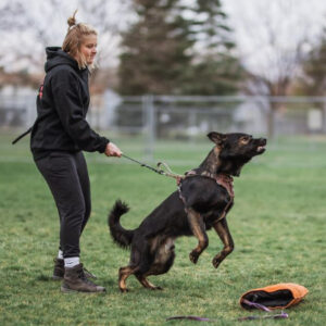 The Art of Dog Training: Positive Reinforcement Techniques for a Well ...