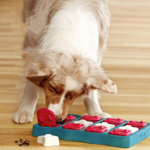 Canine Cognition: How Dogs Think, Learn, and Problem-Solve - Doglime