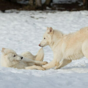 "The Surprising Similarities Between Dogs and Wolves: Exploring Their ...