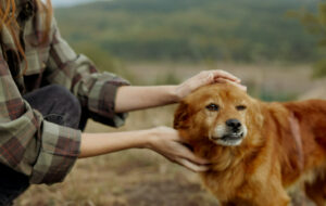 How Dogs Can Help Detect Human Emotions: The Science Behind Canine ...