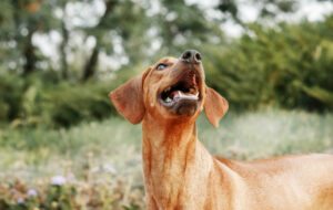 The Science of Dog Barking: What Different Barks Mean - Doglime