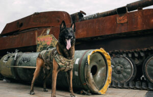The Role of Dogs in the Military: Canine Soldiers and Their Training ...