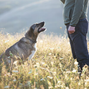 How to Train Your Dog for Tracking and Scent Work - Doglime