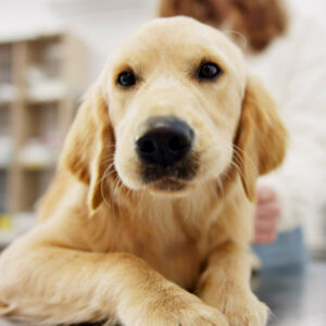 The Fascinating Science of Canine Genetics: What Makes Your Dog Unique ...