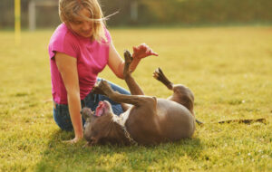 Understanding Dog Play: The Importance of Socialization and Interaction ...