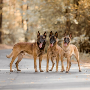 Understanding Canine Genetics: What Your Dog’s DNA Can Tell You - Doglime